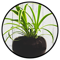 5 Indoor Plants That Can Improve Your Health | GEICO Living