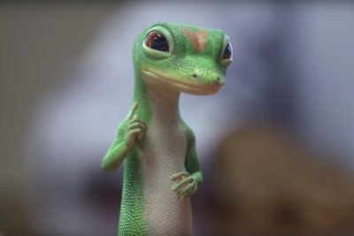 Watch GEICO Commercials | GEICO Living